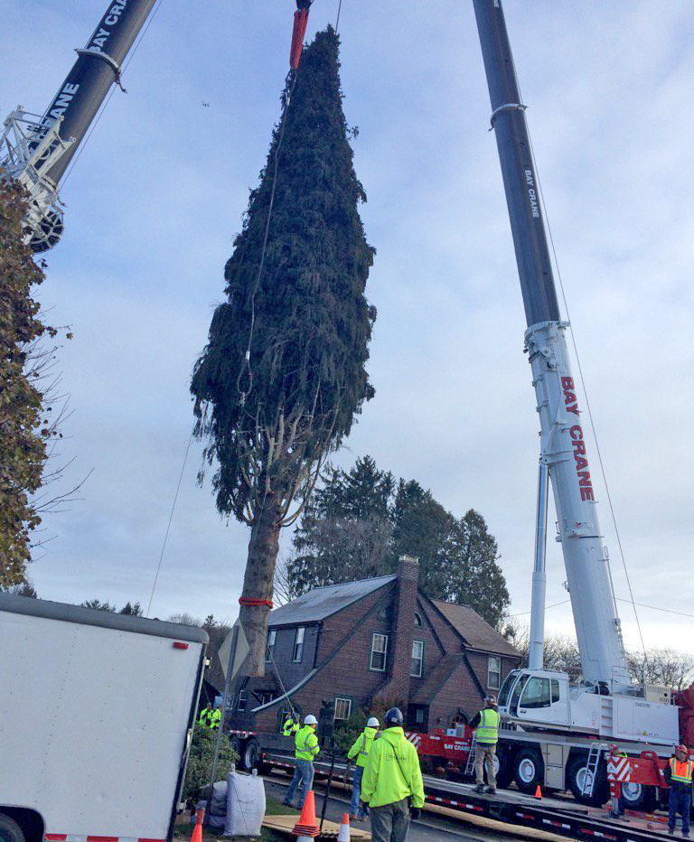 Bay Crane tandem lifts a 94' tall Norway spruce making it the 2nd ...
